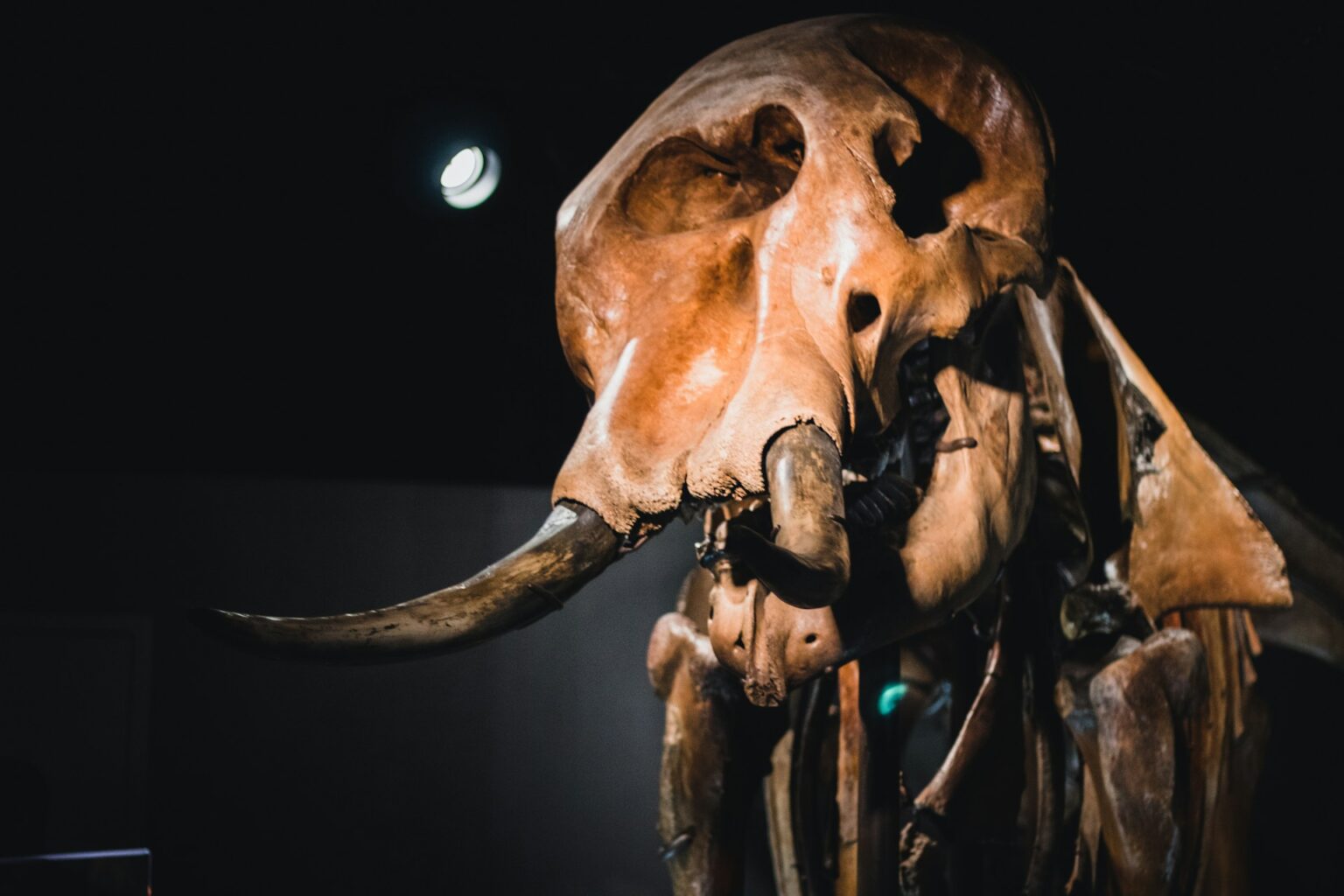 Could We Ever Bring Back The Woolly Mammoth? The Science Behind De ...