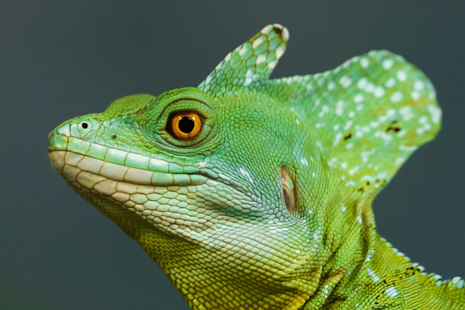 Creatures That Can Literally Walk on Water Without Any Tricks – The ...