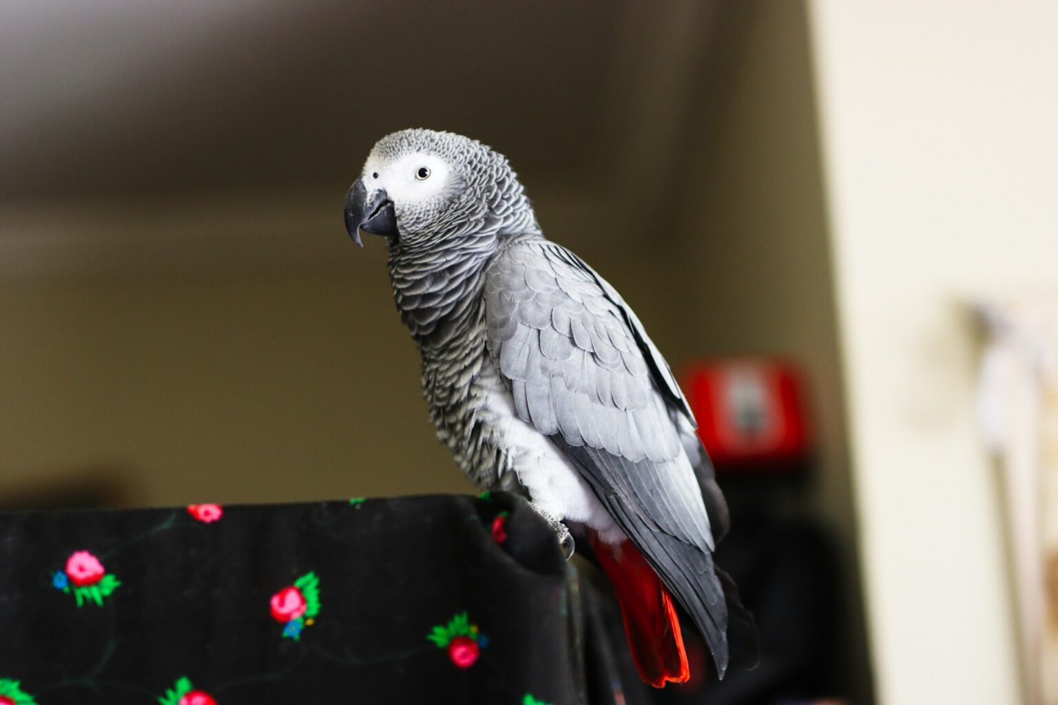 10 Animals That Seem to Love Music – The Nature Network