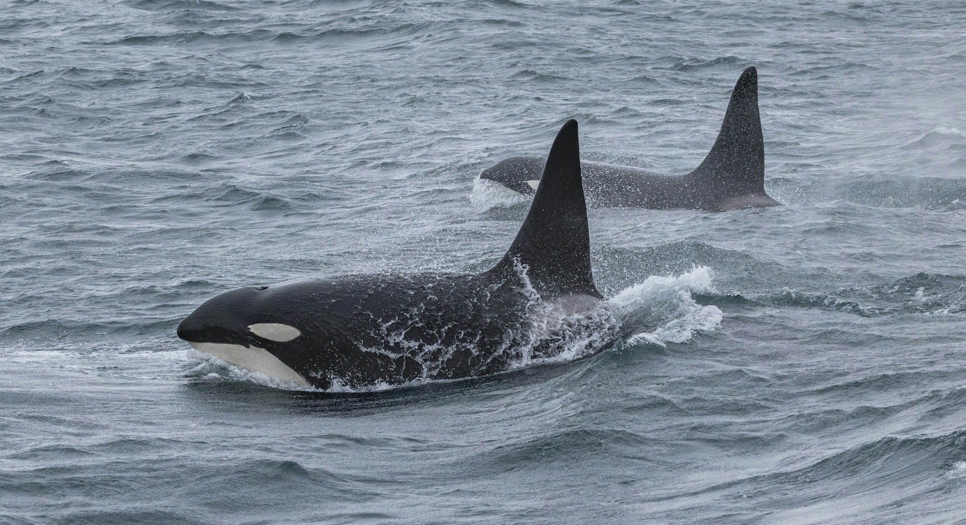 Great White Shark vs Orca: What Science Says Would Actually Happen ...