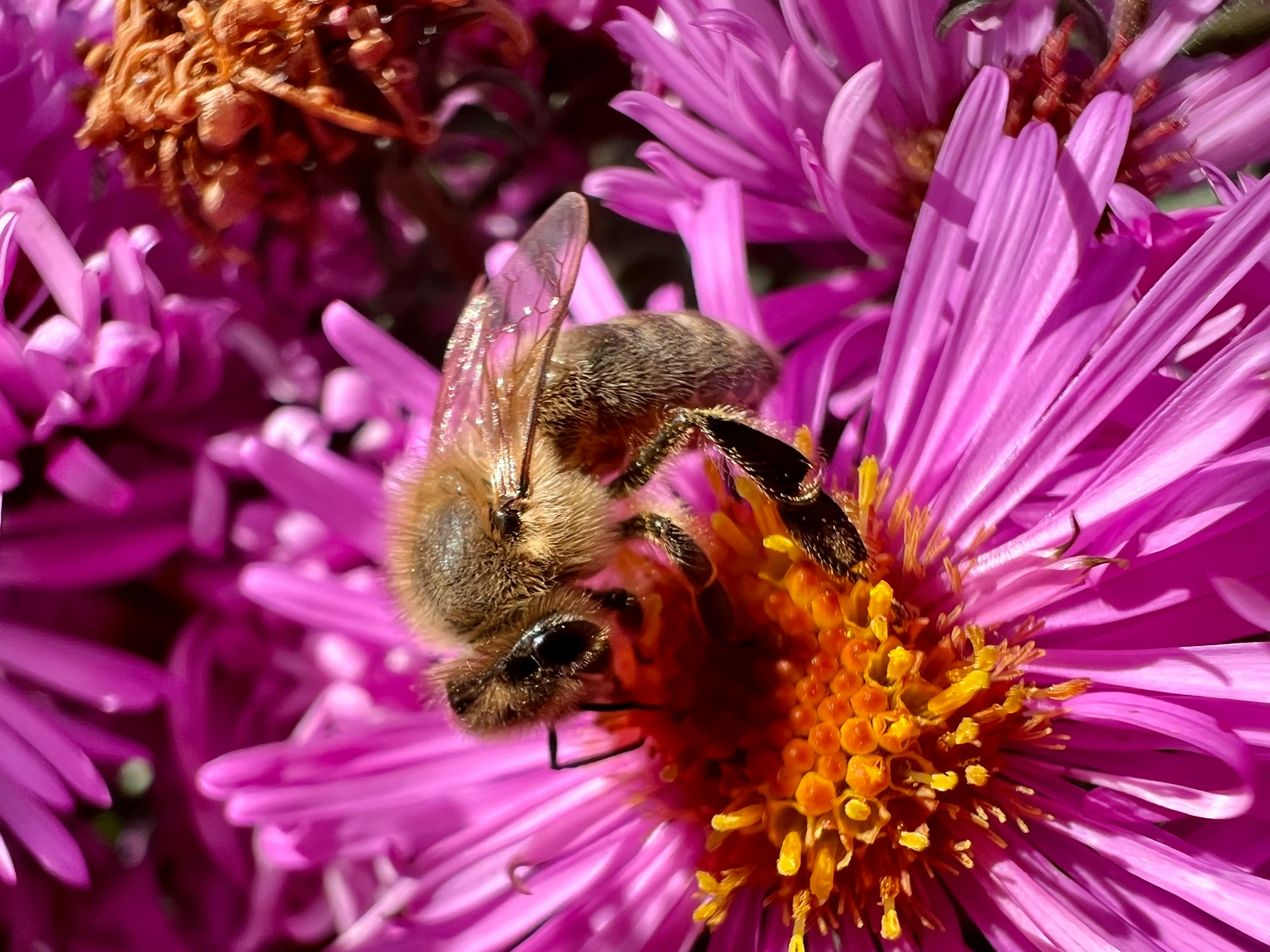 Nectar vs Pollen: What’s the Difference? – The Nature Network