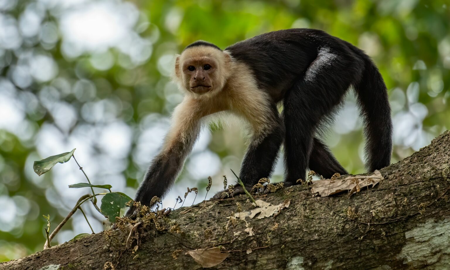 Animals That Use Tools in Ways That Would Impress Engineers – The ...