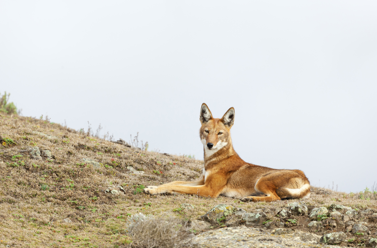 The World’s Rarest Wolf Lives Where Few Humans Ever Go – The Nature Network