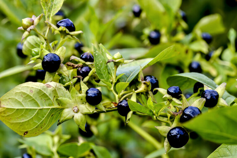 Why Deadly Nightshade Is the Most Fatal Berry Plant – The Nature Network