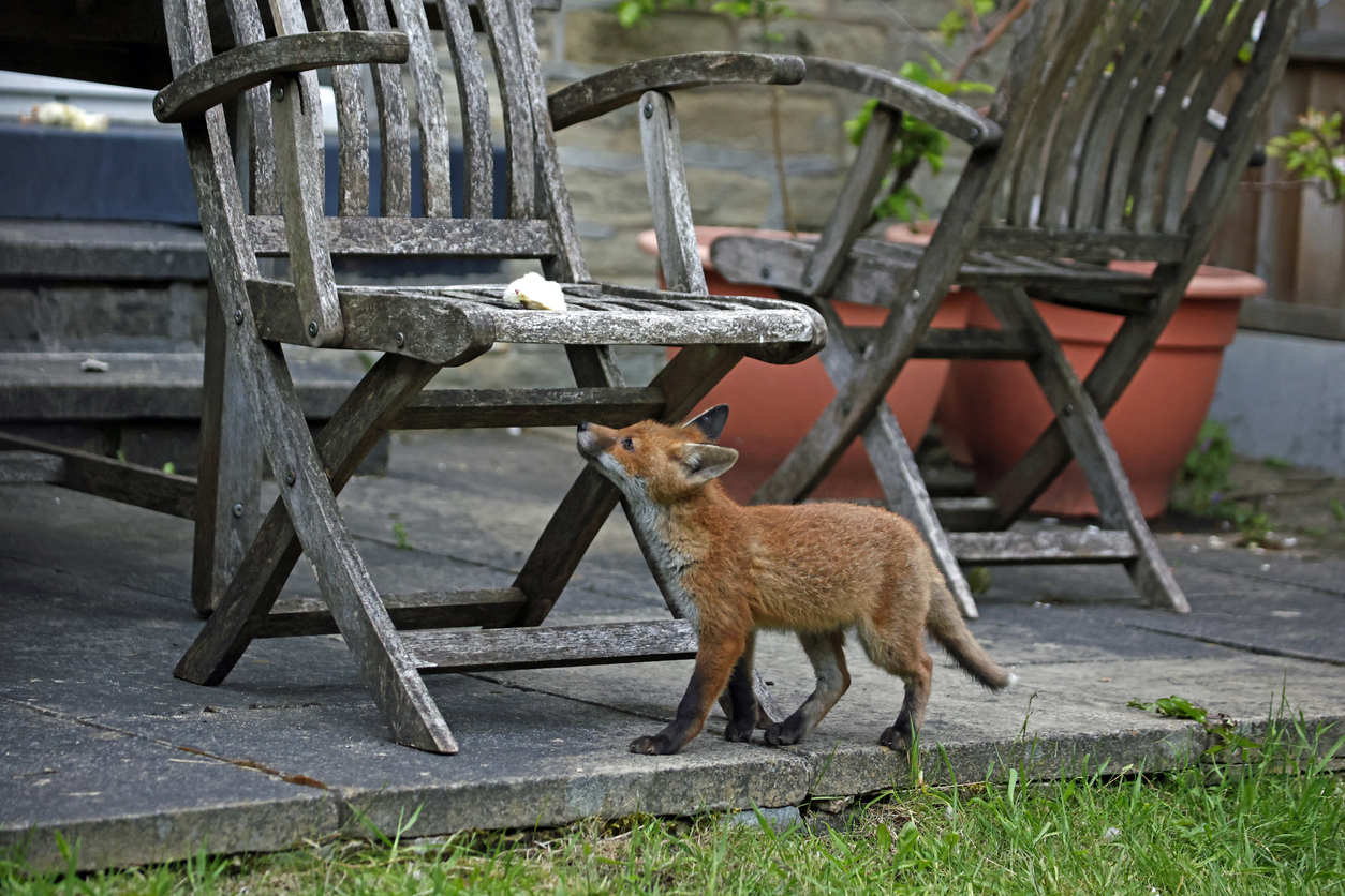 Foxes In Your Garden: 13 Things You Need To Know – The Nature Network