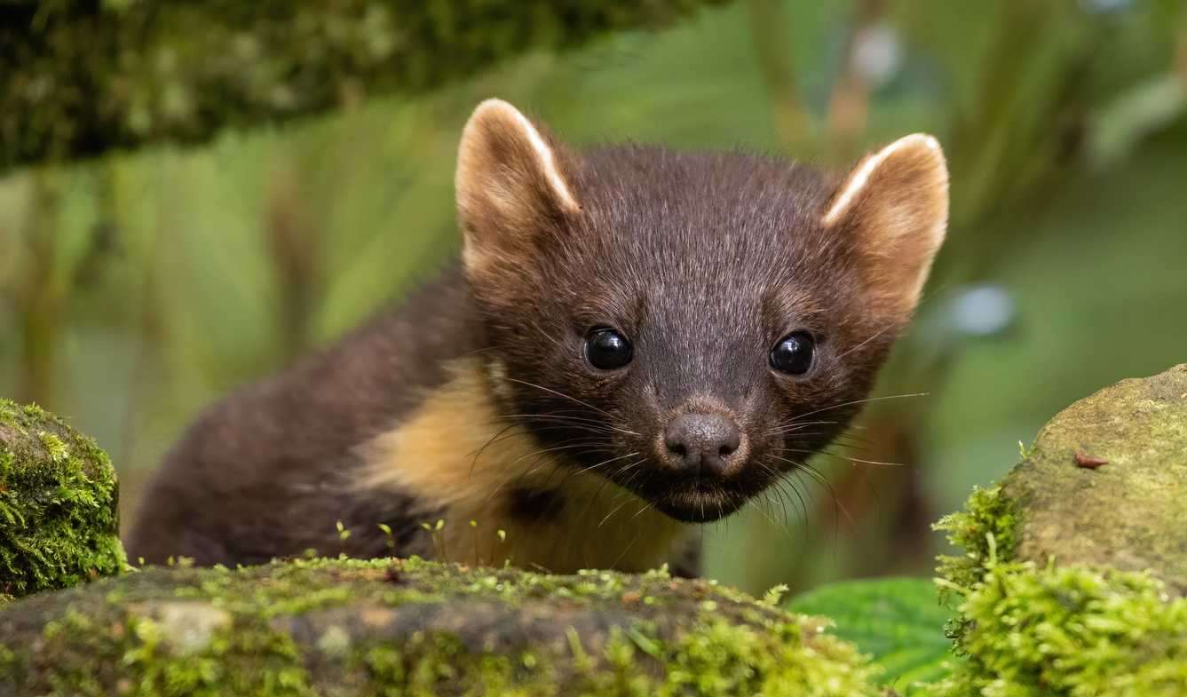 The Animals Still Living In Britain’s Ancient Woodlands (And How To ...