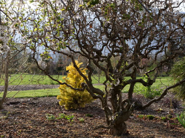 12 Fastest Growing Trees For Your Garden – The Nature Network