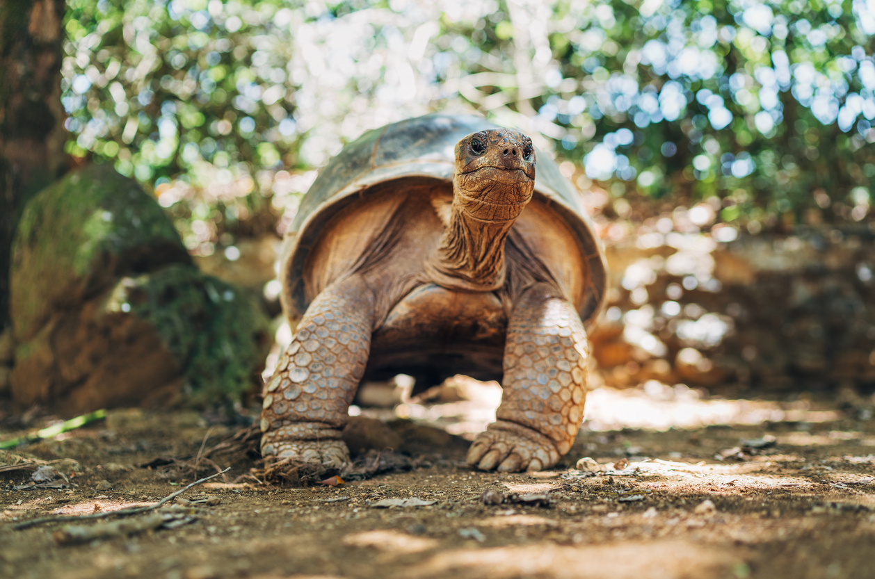 What Captivity Actually Does to Wild Animals – The Nature Network