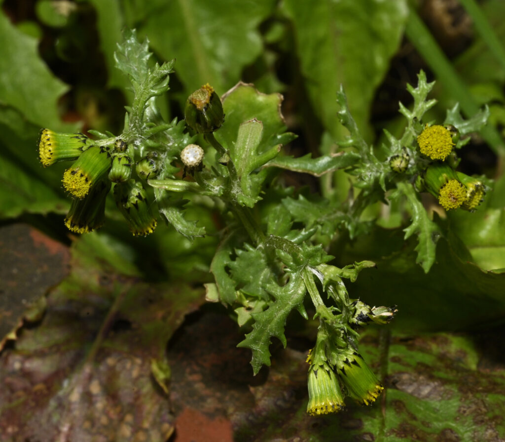 20 Common Garden Weeds And How To Identify Them – The Nature Network