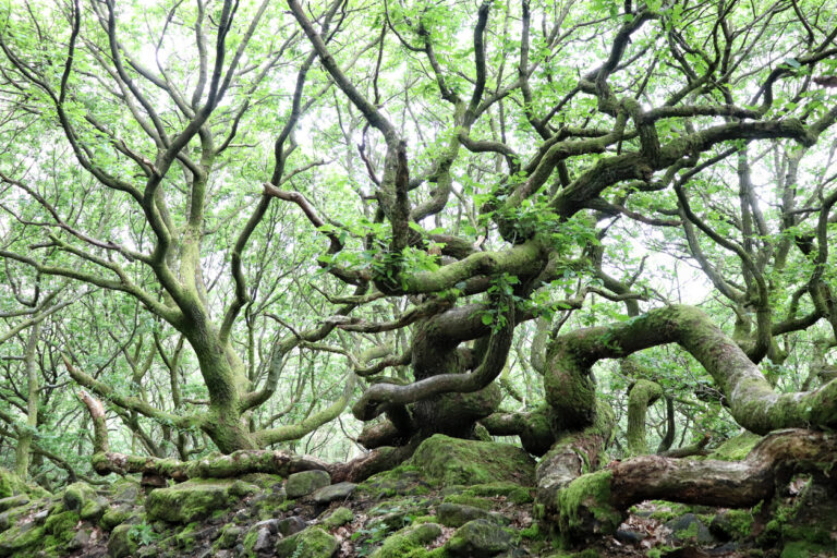 Old Growth Forests: What They Are and Why They Matter – The Nature Network