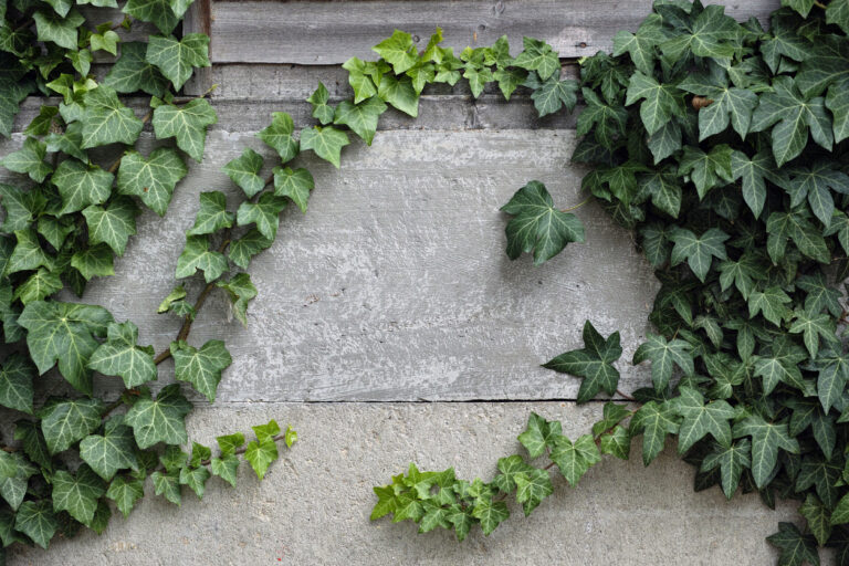How To Get Rid of Ivy For Good If It’s Out Of Control – The Nature Network