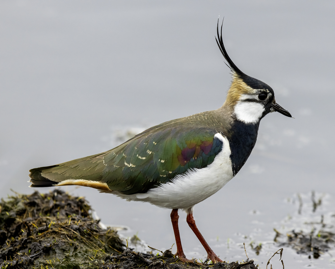 British Birds With Calls That Sound Completely Unnatural – The Nature ...