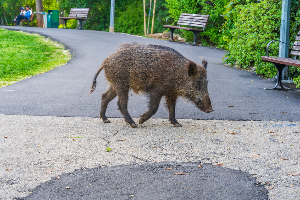10 Animals That Have Specifically Adapted To Forest Life – The Nature ...