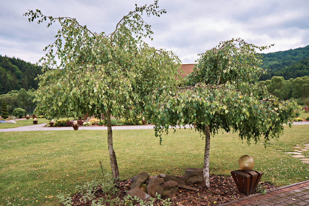 12 Fastest Growing Trees For Your Garden – The Nature Network