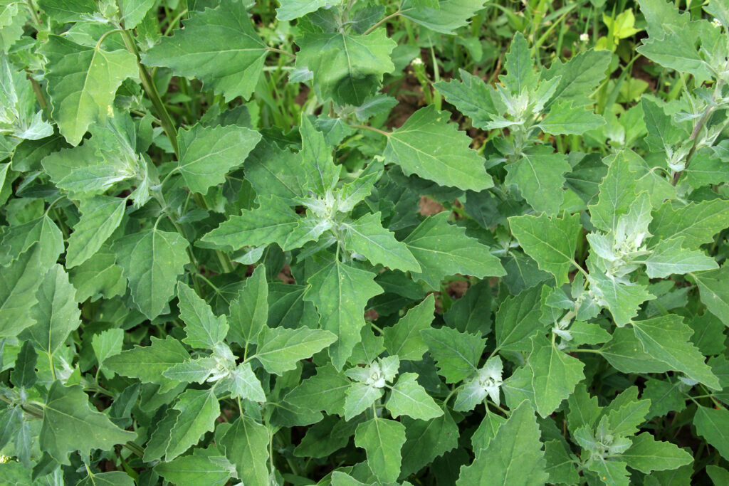 20 Common Garden Weeds And How To Identify Them – The Nature Network