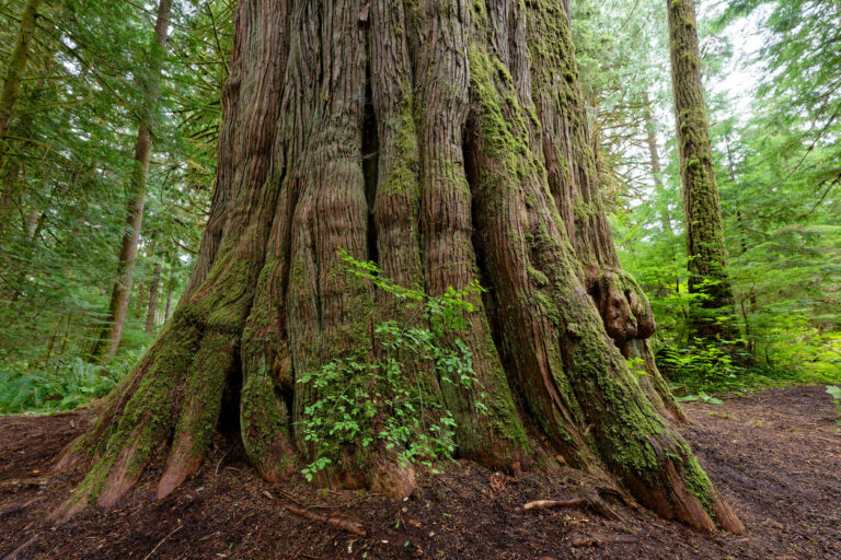Old Growth Forests: What They Are and Why They Matter – The Nature Network