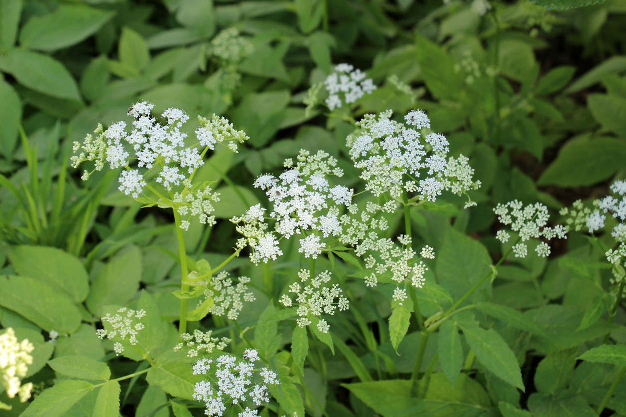 20 Common Garden Weeds And How To Identify Them – The Nature Network