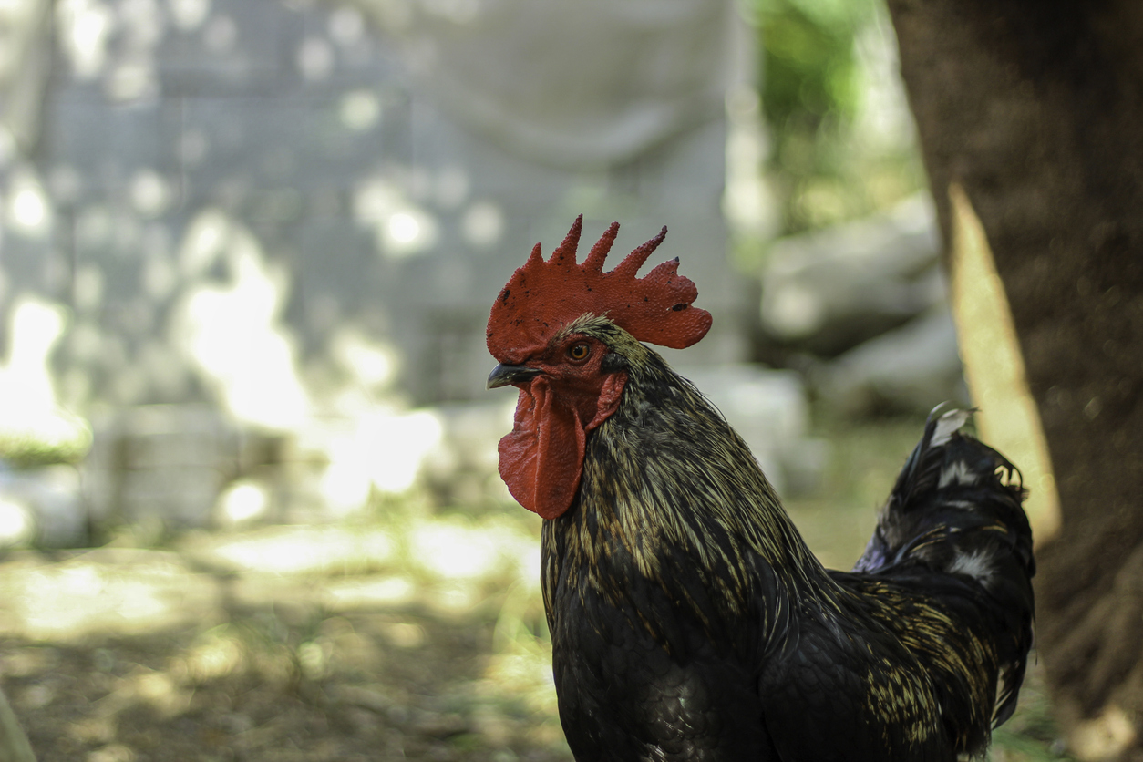 Why Do Roosters Crow at Dawn Even When They Can’t See the Sun? – The ...