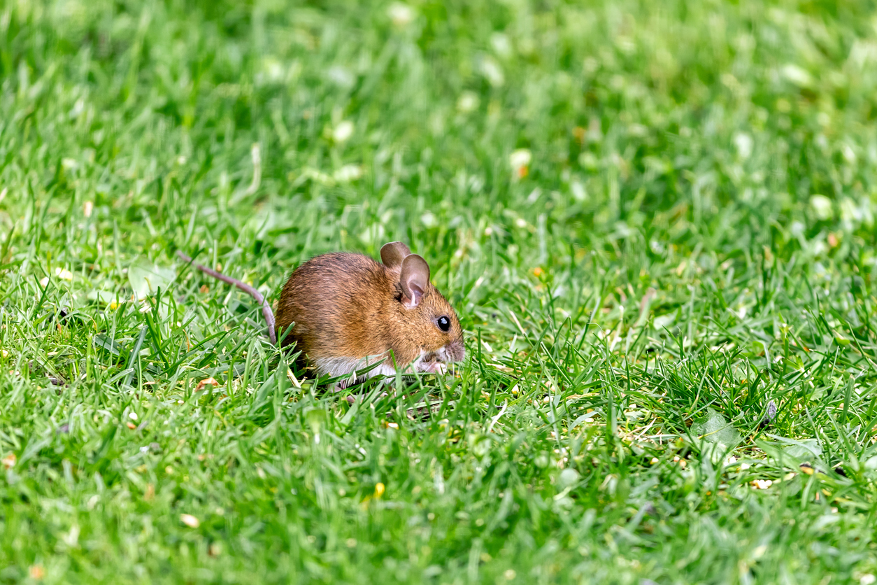 Mouse Or Shrew? Most People Can’t Tell the Difference – The Nature Network