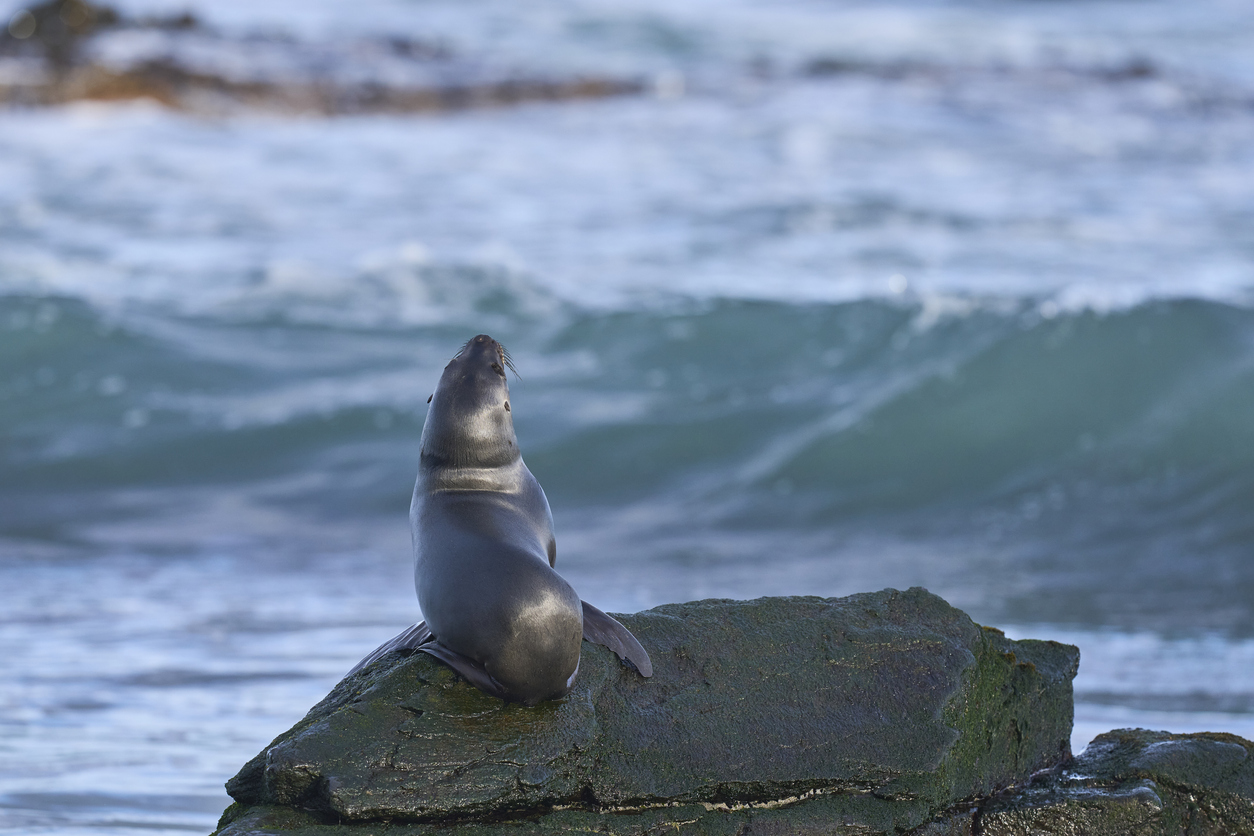 Seal vs Sea Lion: 12 Differences That Go Beyond the Flippers – The ...
