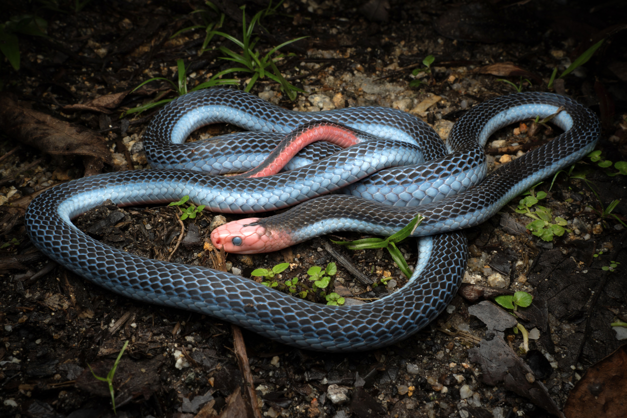 The Most Beautiful Snakes On Earth (That You’d Still Want To Avoid ...