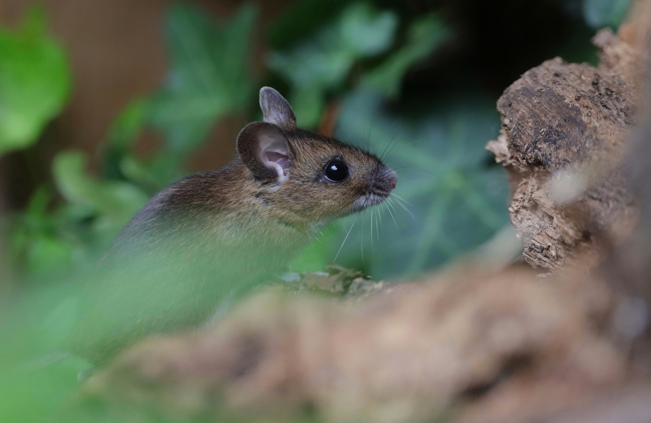 Mouse Or Shrew? Most People Can’t Tell the Difference – The Nature Network