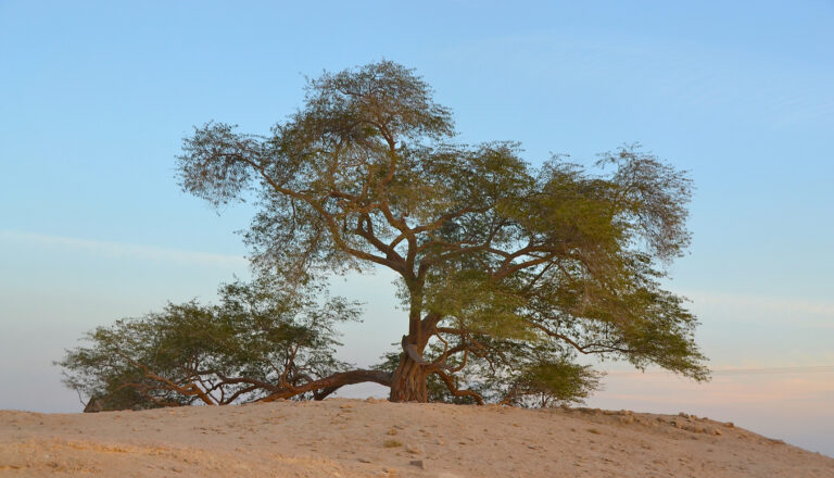 14 Ways Trees Secretly Communicate With Each Other – The Nature Network