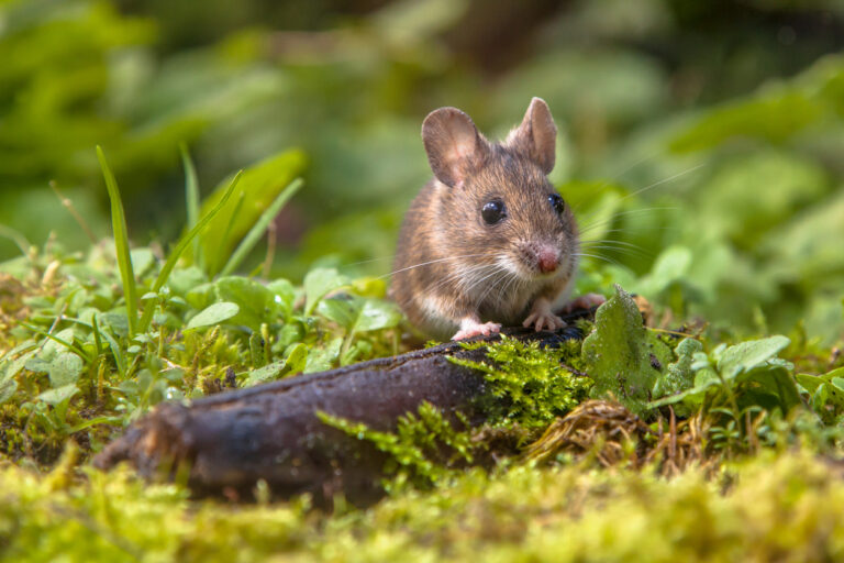 Mouse Or Shrew? Most People Can’t Tell the Difference – The Nature Network