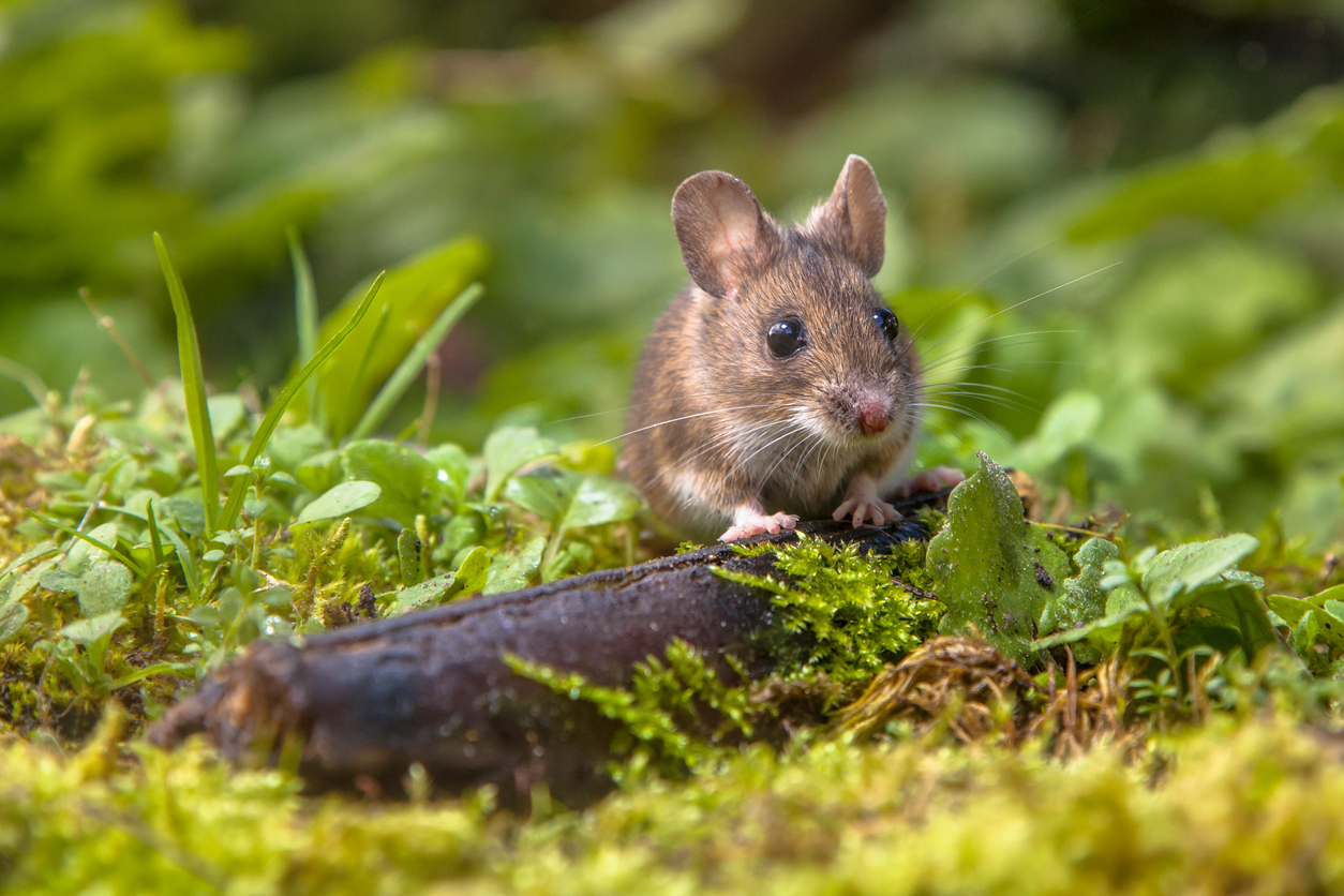 Mouse Or Shrew? Most People Can’t Tell the Difference – The Nature Network