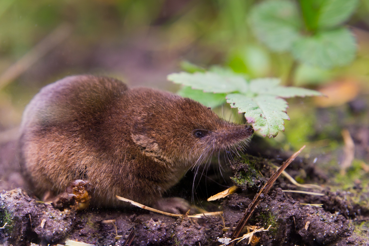 Mouse Or Shrew? Most People Can’t Tell the Difference – The Nature Network