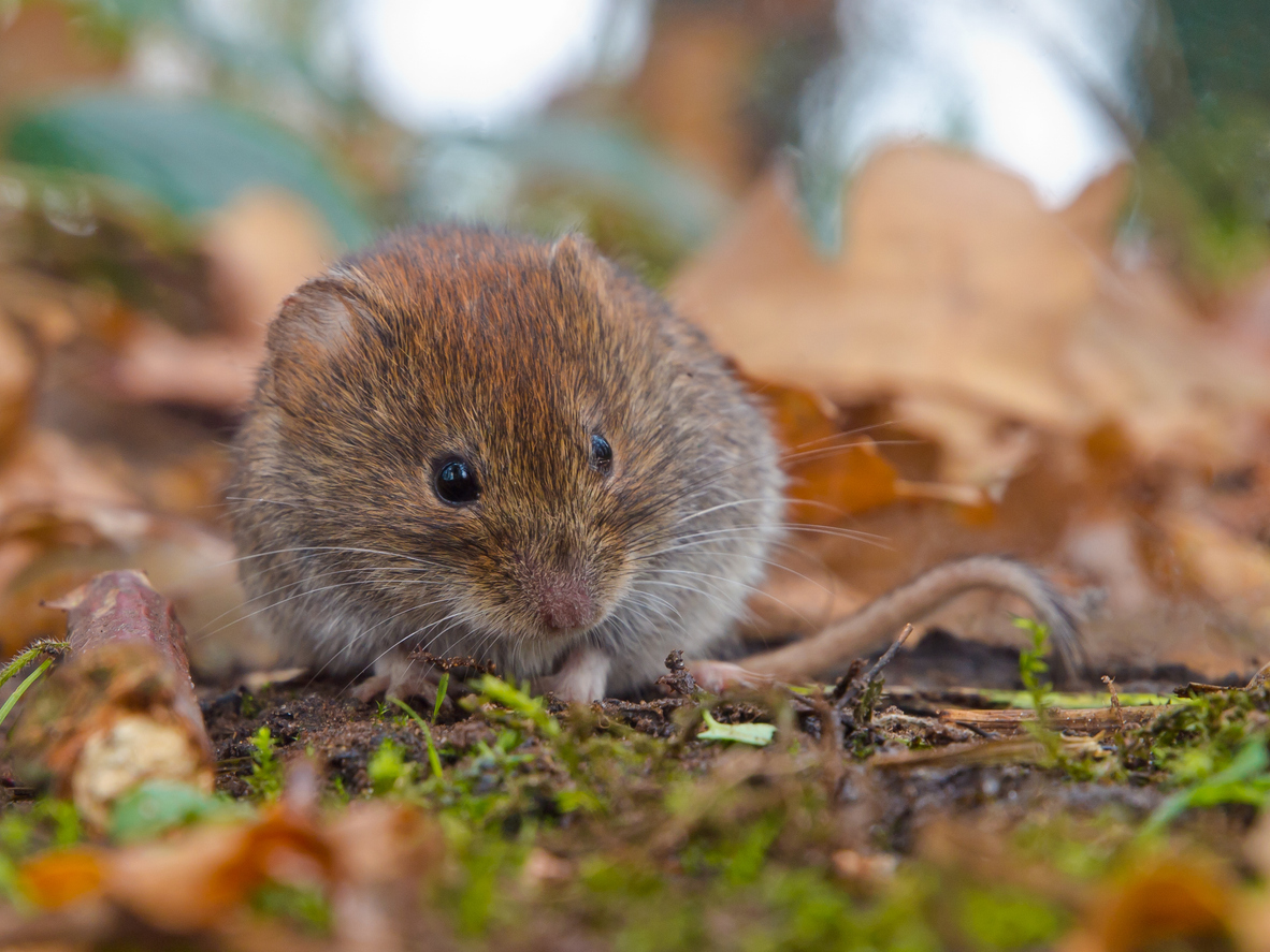 The Animals Still Living In Britain’s Ancient Woodlands (And How To ...