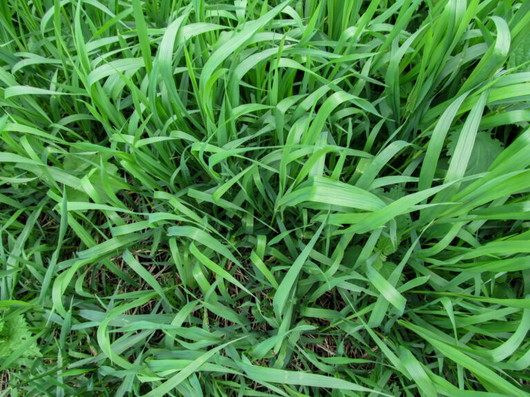 20 Common Garden Weeds And How To Identify Them – The Nature Network