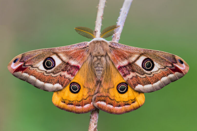 What Do Moths Eat? Feeding, Life Cycle And Other Facts – The Nature Network