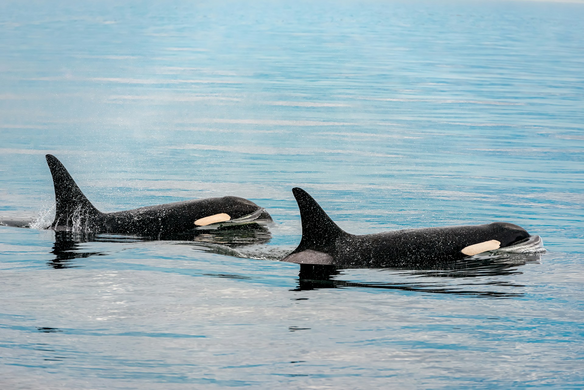 Great White Shark vs Orca: What Science Says Would Actually Happen ...