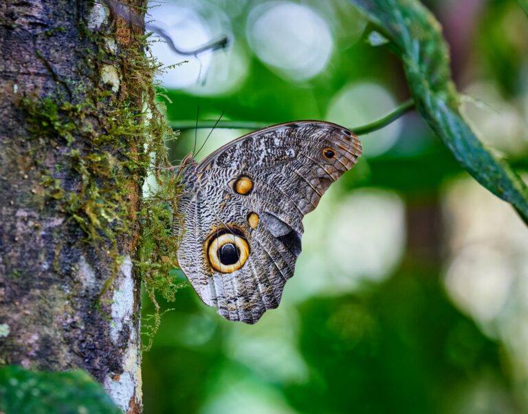 What Do Moths Eat? Feeding, Life Cycle And Other Facts – The Nature Network