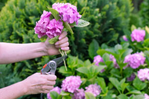 16 Flowers With Secret Meanings – The Nature Network