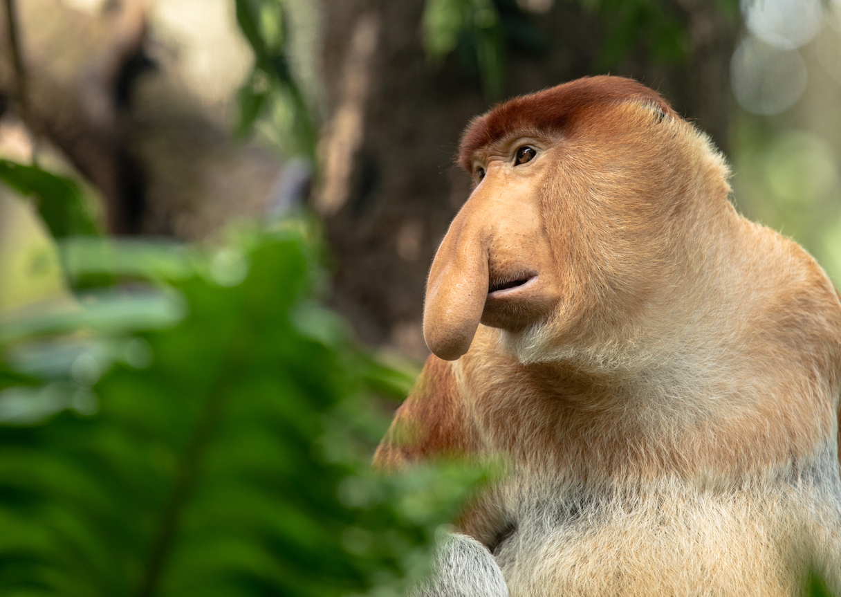 12 Animals With Noses You Won’t Believe Are Real – The Nature Network