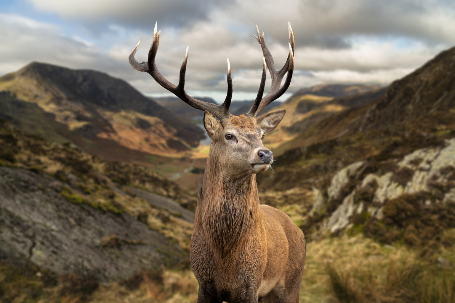 What Are Antlers Made Of? And More Deer Facts – The Nature Network