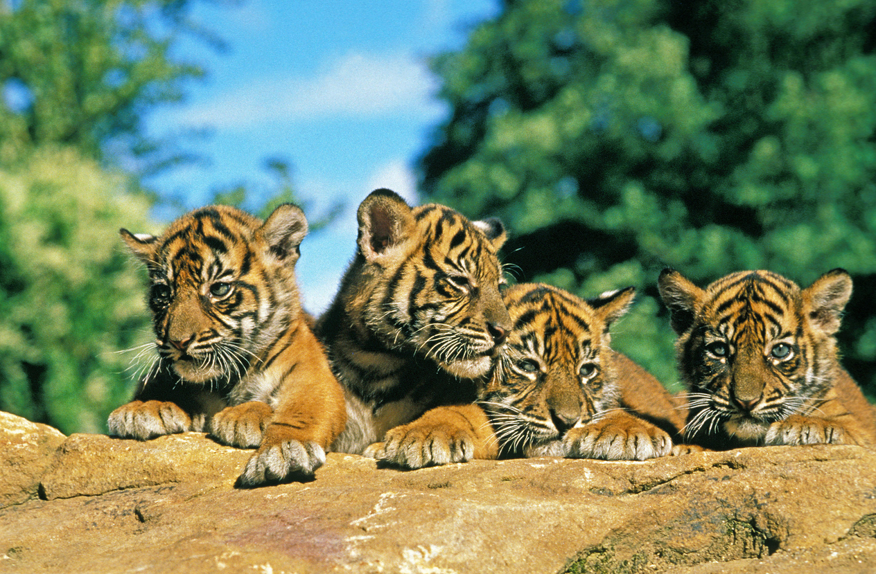 Why Tigers Can’t Purr (But Still Communicate In Incredible Ways) – The ...