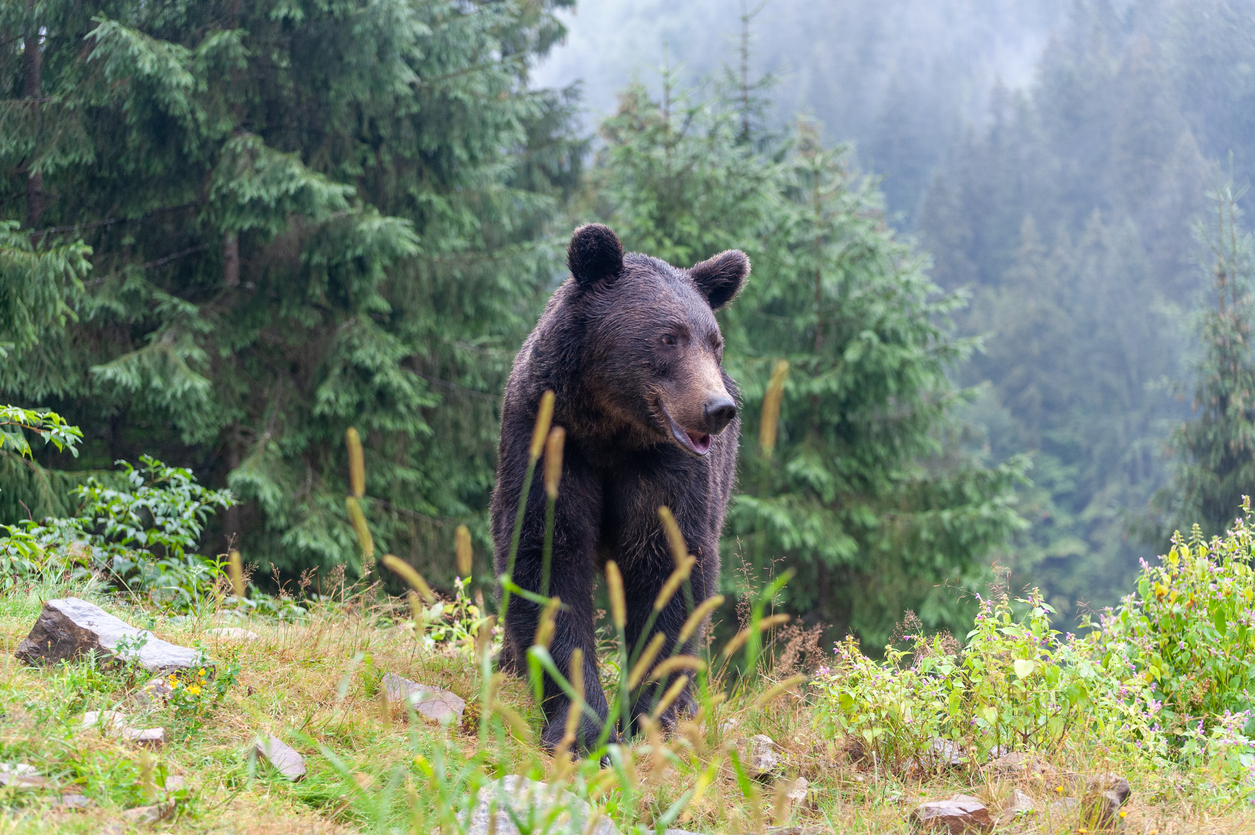 Can Bears Really Smell Food From 20 Miles Away? – The Nature Network