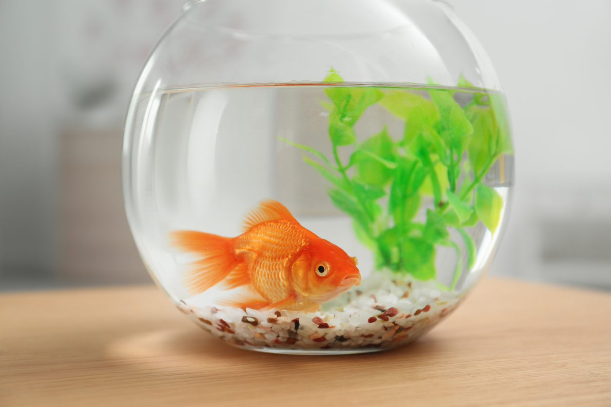 13 Animal Stereotypes Everyone Believes (But Aren’t True) – The Nature ...