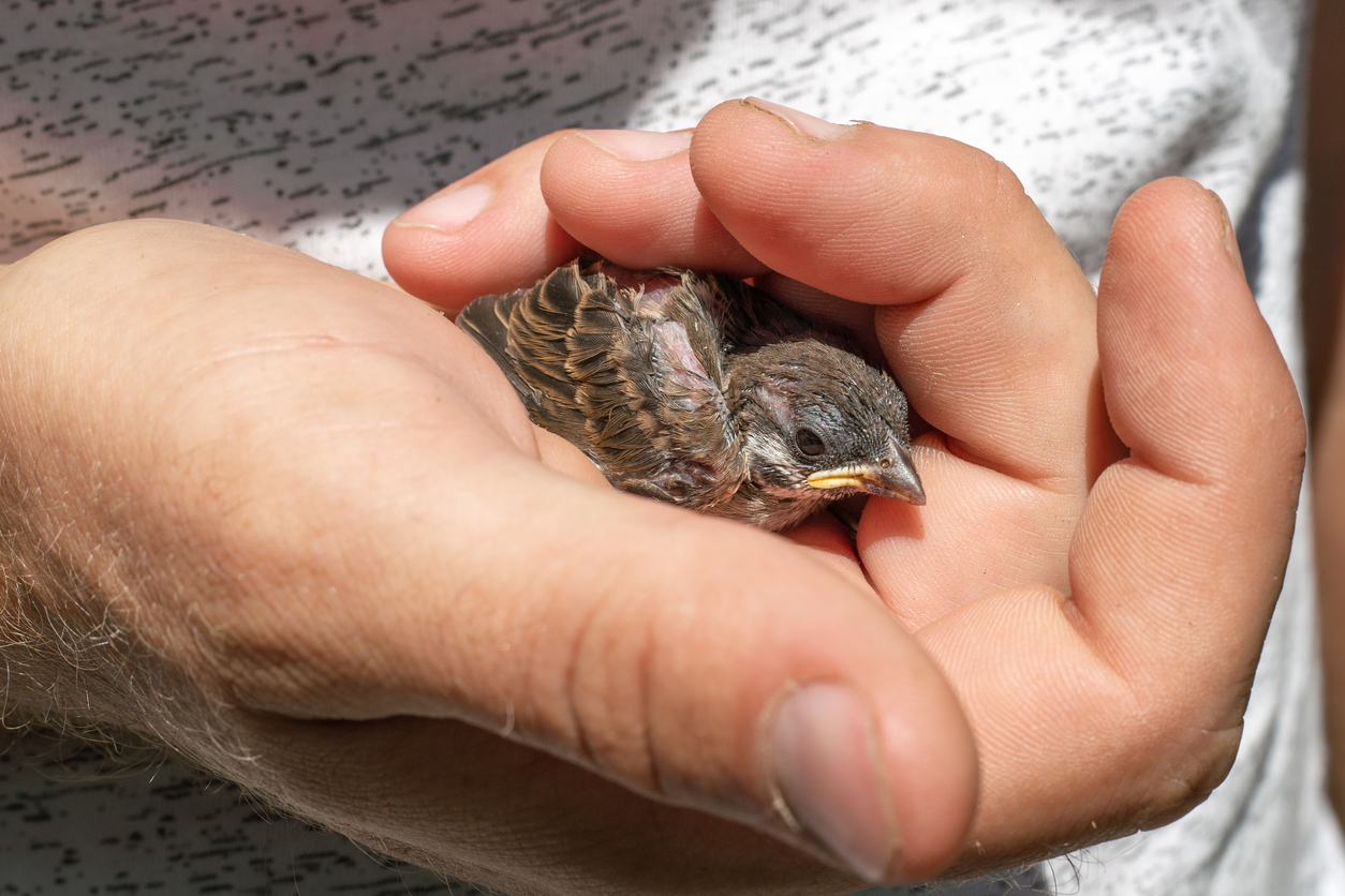 13 Animal Stereotypes Everyone Believes (But Aren’t True) – The Nature ...