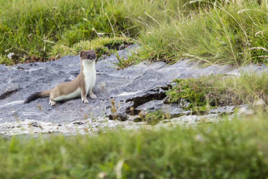 Stoat Or Weasel? How To Tell The Difference – The Nature Network