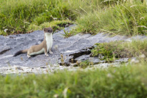Stoat Or Weasel? How To Tell The Difference – The Nature Network