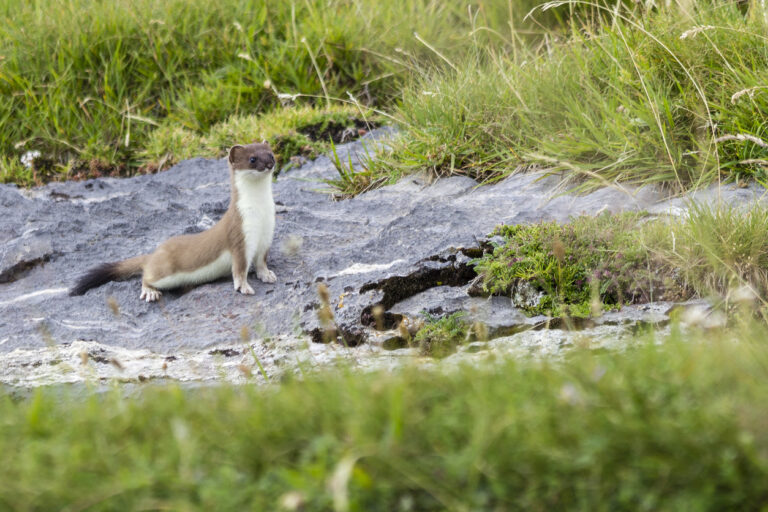 Stoat Or Weasel? How To Tell The Difference – The Nature Network
