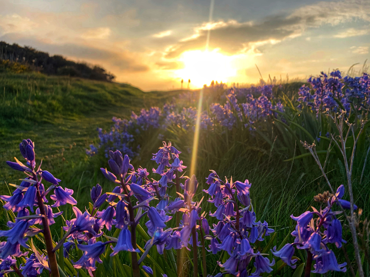 Why Picking Bluebells Could Land You In Legal Trouble – The Nature Network