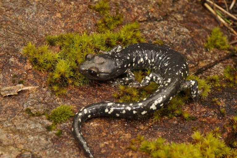 13 Breathtaking Animals That Only Live In One Tiny Corner Of The World ...