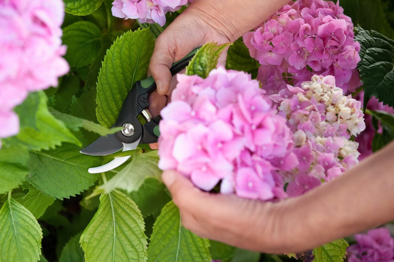 The Really Easy Guide To Pruning Hydrangeas – The Nature Network