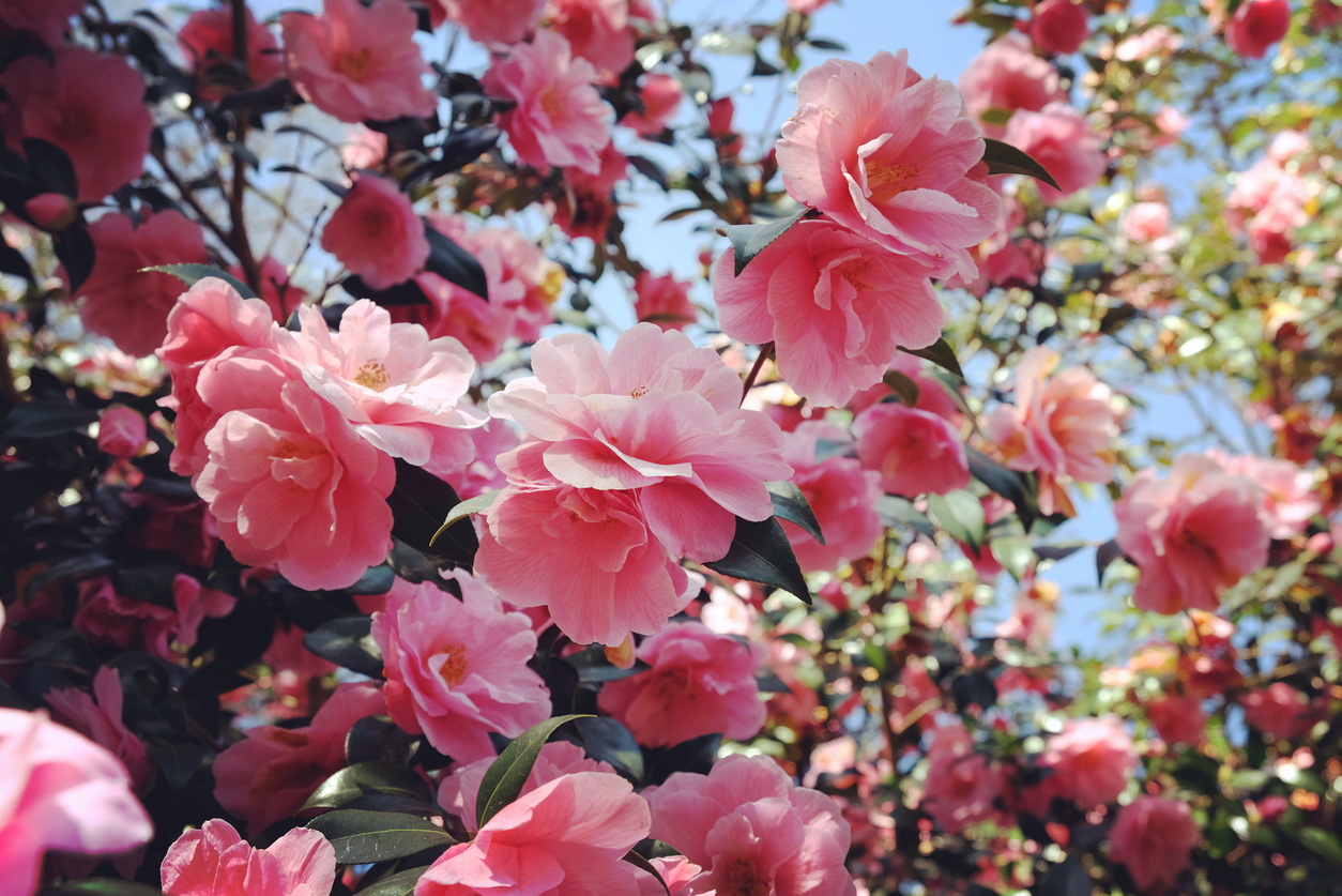 16 Flowers With Secret Meanings – The Nature Network