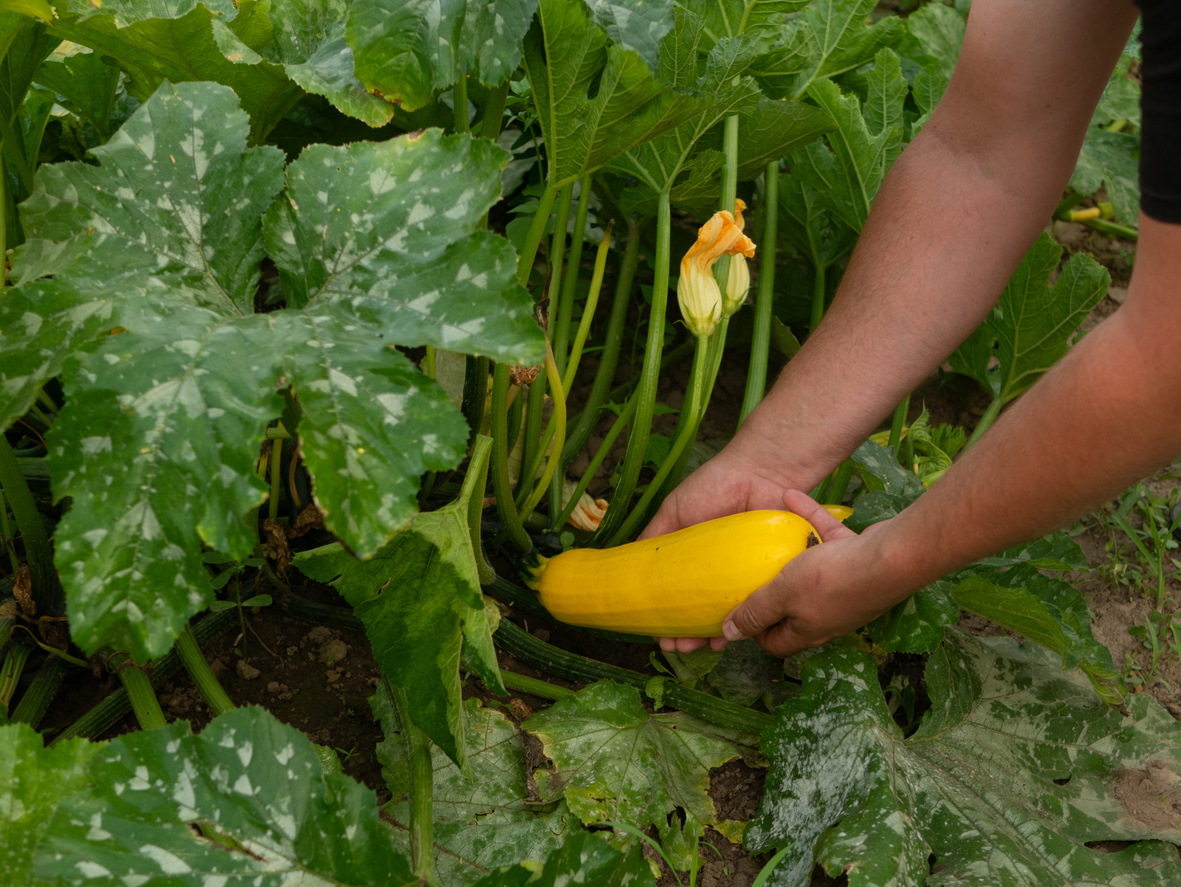 13 Plants That Grow Better When Planted Upside Down – The Nature Network